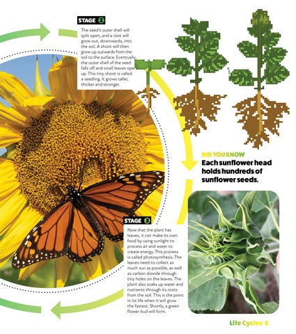 Deadly Science: Life Cycles Book – MK Eco by Starwin